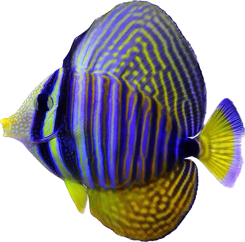 Desjardinii Sailfin Tang M – Firehouse Pets Co.