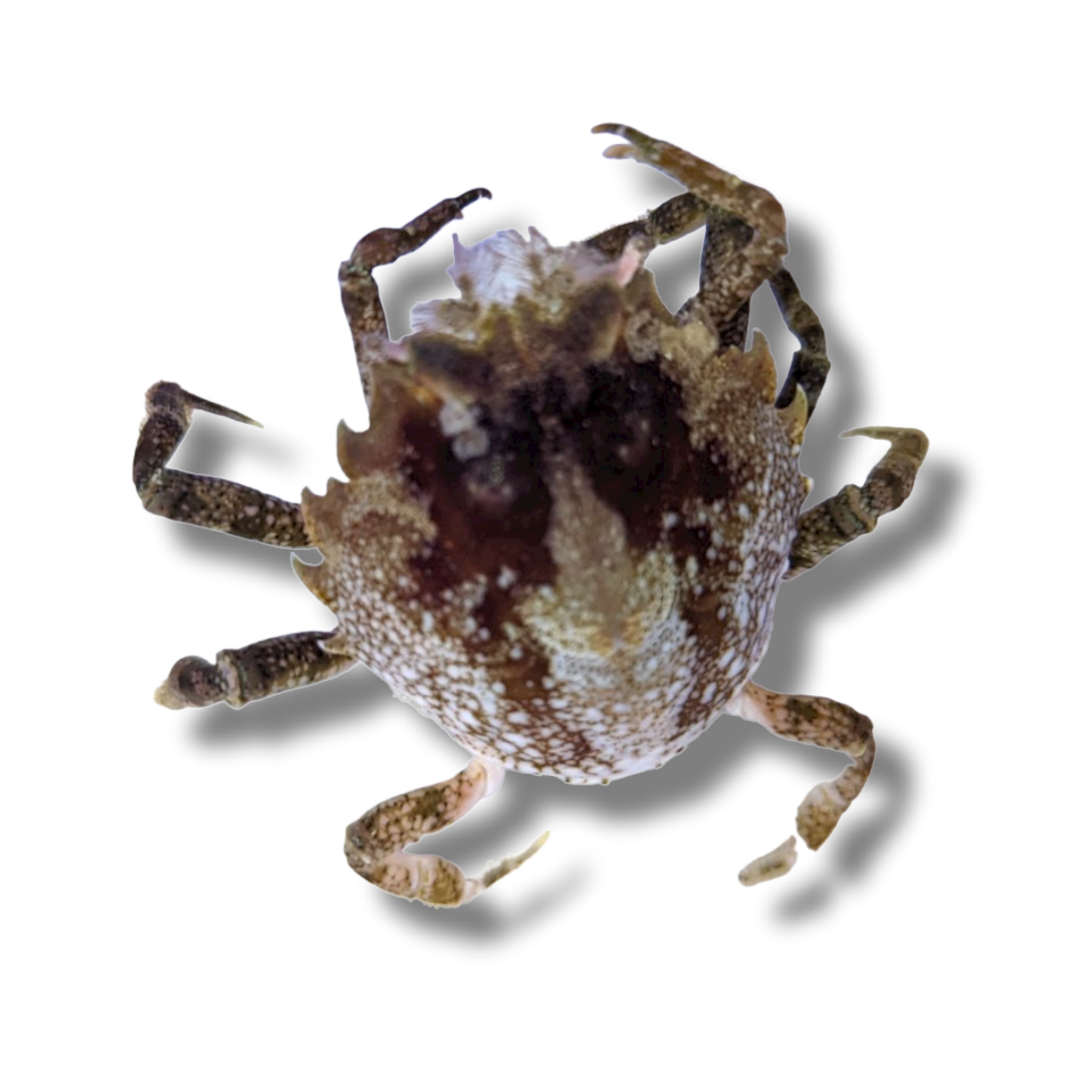 Pitho Crab – Firehouse Pets Co.