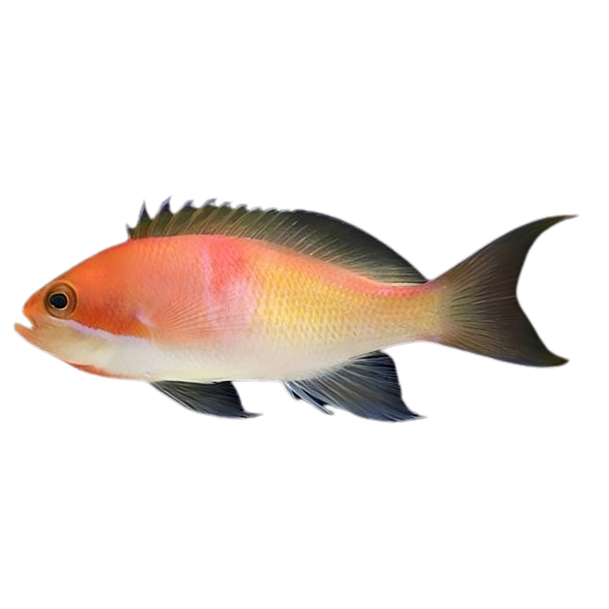 Red Fairy Anthia – Firehouse Pets Co.