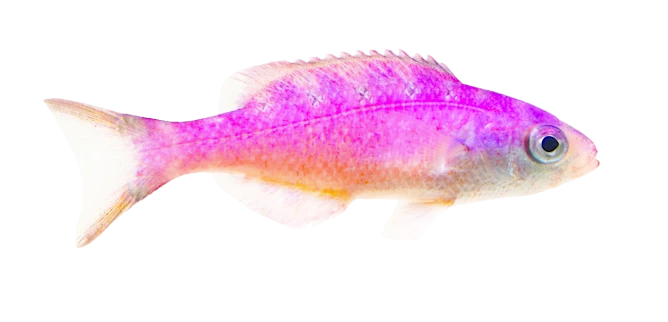 Creole Wrasse - Juvi – Firehouse Pets Co.