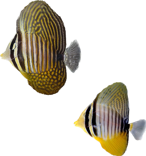 Desjardinii Sailfin Tang S – Firehouse Pets Co.