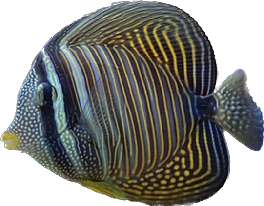 Desjardinii Sailfin Tang S – Firehouse Pets Co.